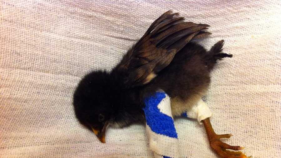 Photos: Baby chick treated for broken legs after being run over
