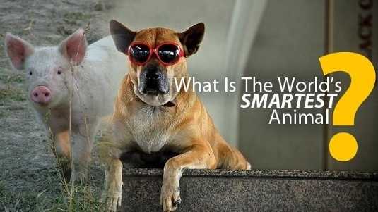 Slideshow: What is the world's smartest animal?