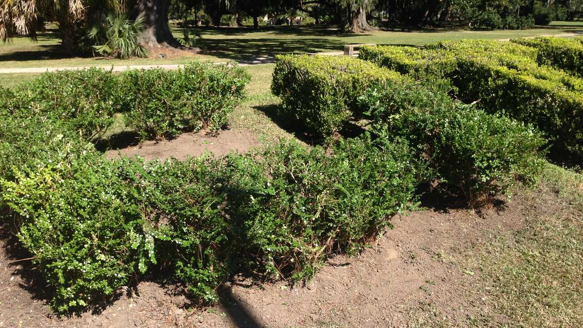 Images: City Park bushes 'C,' 'I' replanted