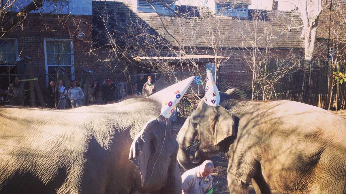 Images: Audubon celebrates 50th birthday of Asian elephant