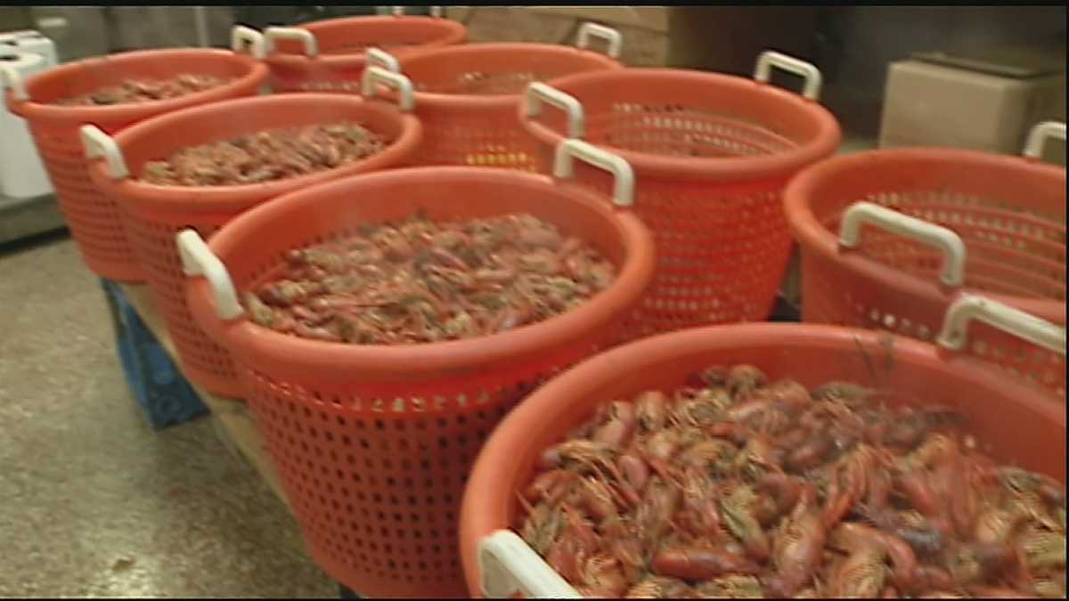 Long, cold winter means scarce, expensive crawfish