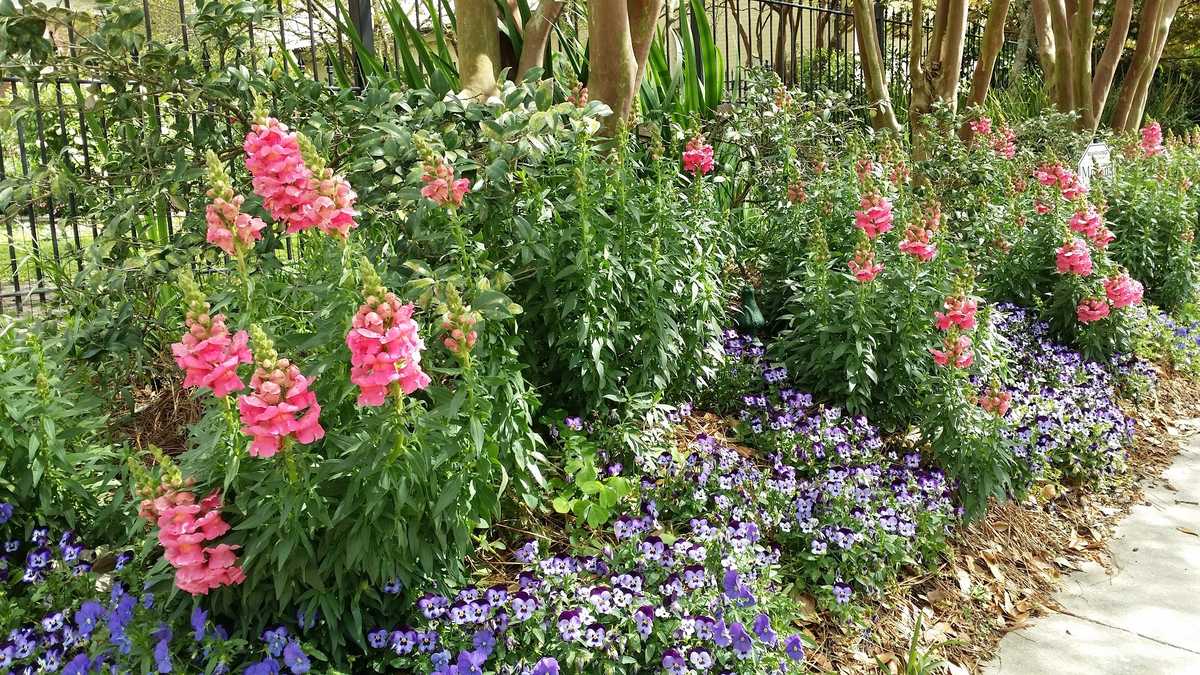 Images: Why is pollen everywhere right now?