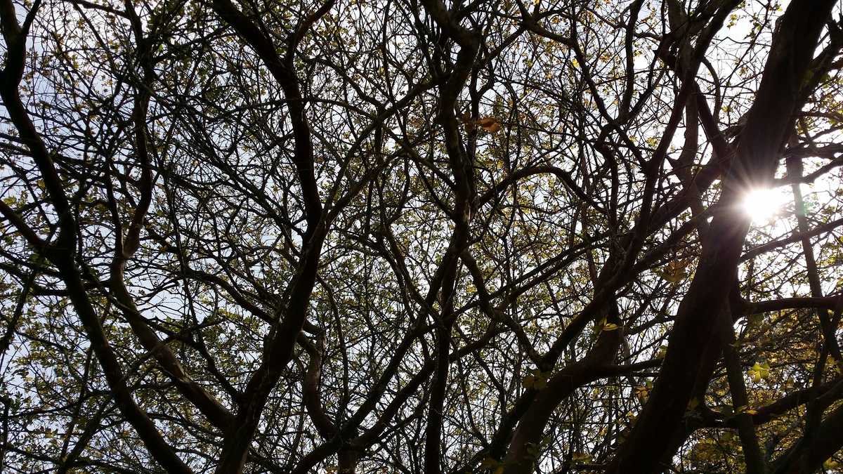 Images: Why is pollen everywhere right now?