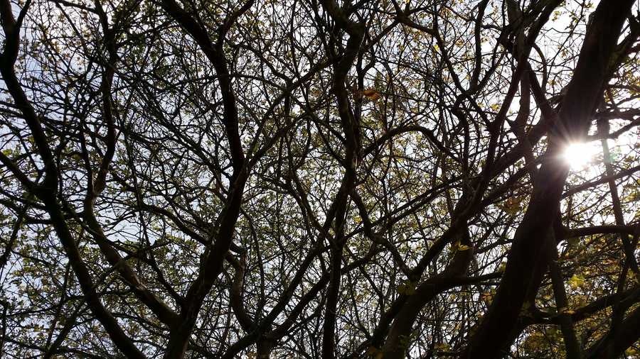 Margaret Orr: Ah-choo! Why is it 'raining pollen?'