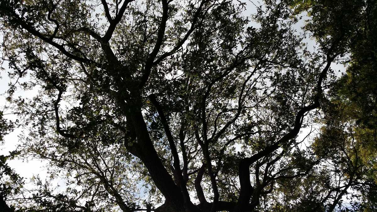 Images: Why is pollen everywhere right now?