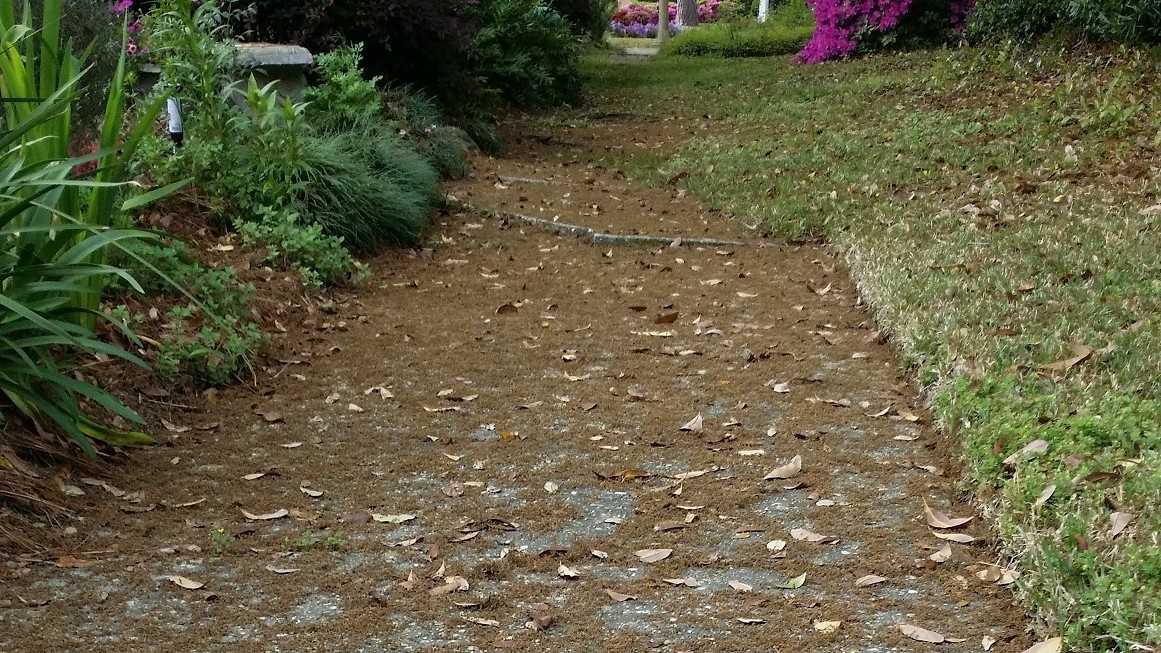 Images: Why is pollen everywhere right now?