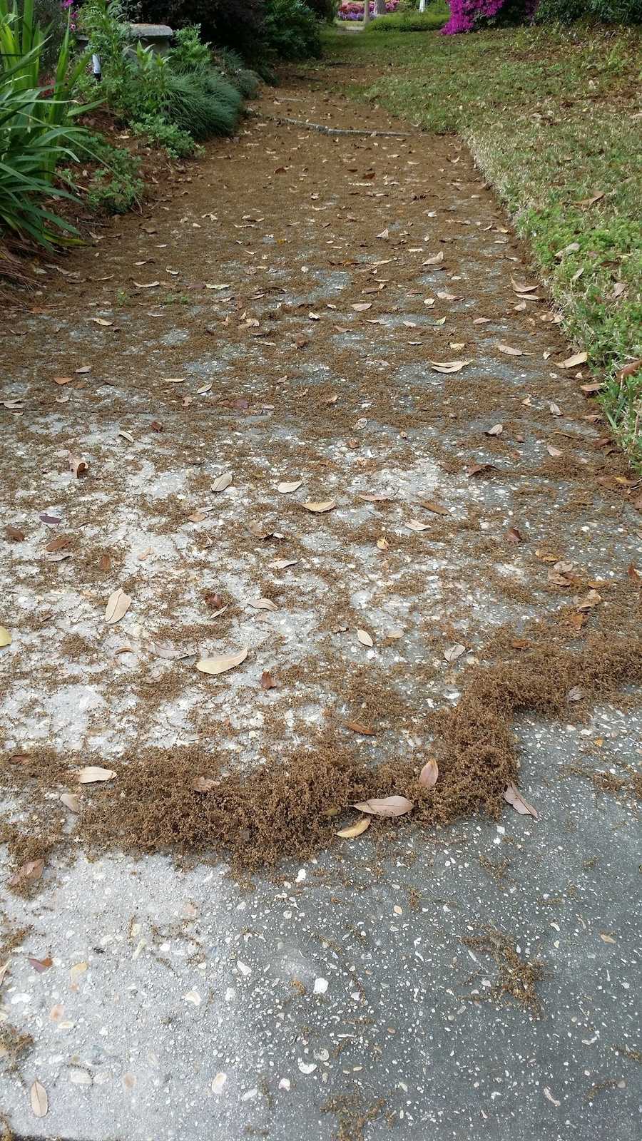 Images: Why is pollen everywhere right now?