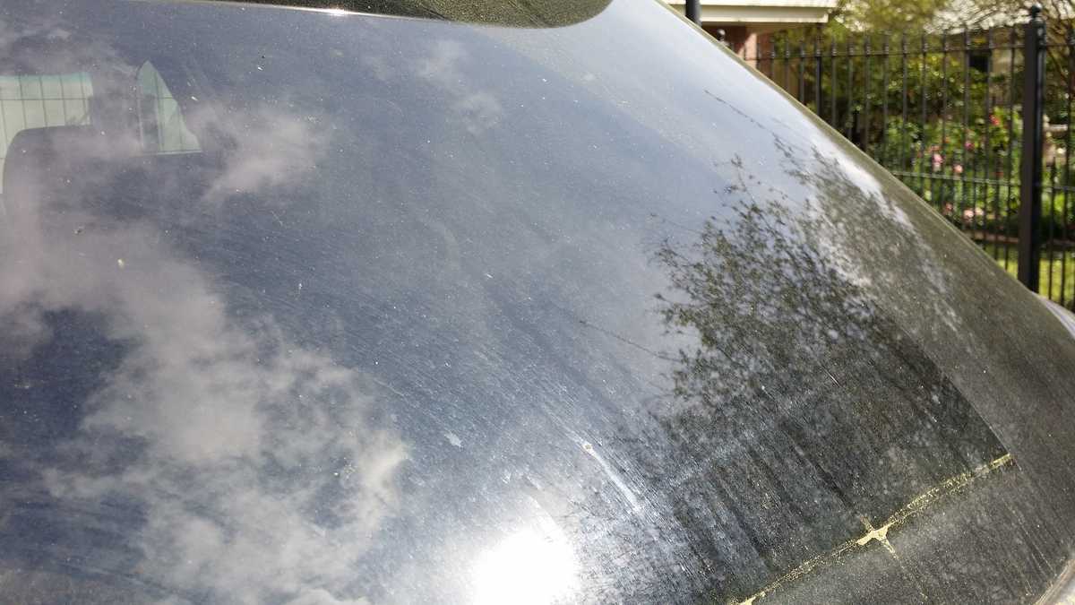 Images: Why is pollen everywhere right now?