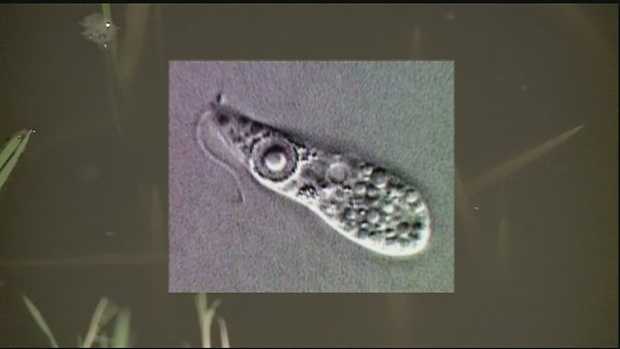 Chlorine burn begins in St. John Parish after brain-eating amoeba ...