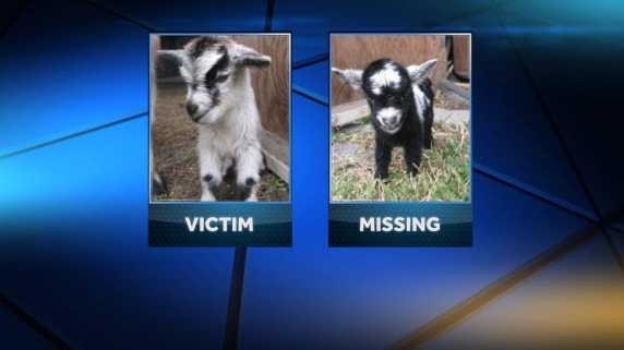 Images: Police seek suspects in baby goat beheading, kidnapping