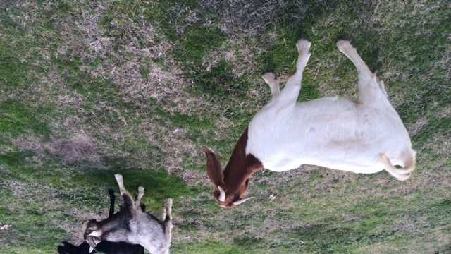 Images: Police seek suspects in baby goat beheading, kidnapping