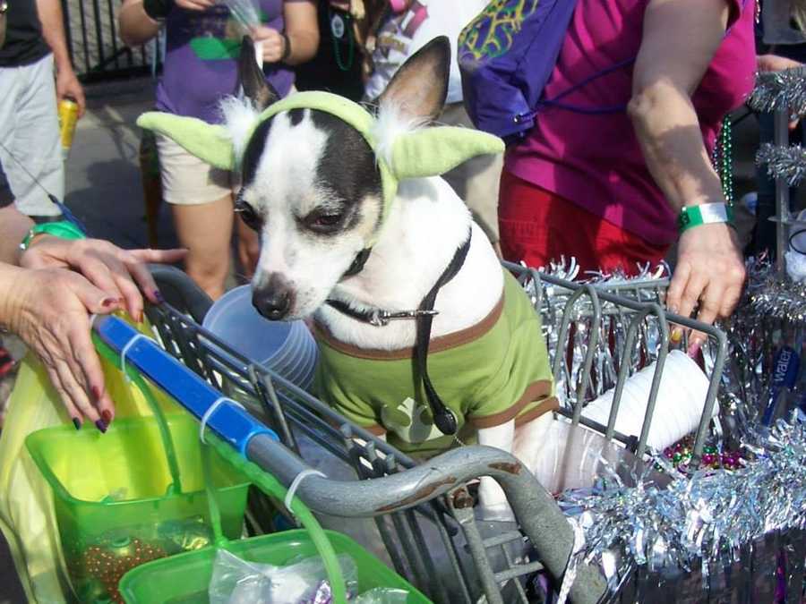 Images: Barkus jumps to light speed in Bark Wars