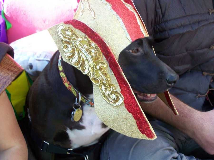 Images: Barkus jumps to light speed in Bark Wars