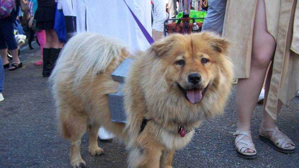 Images: Barkus jumps to light speed in Bark Wars