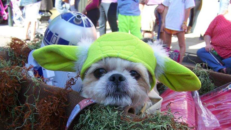 Images: Barkus jumps to light speed in Bark Wars