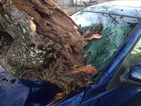 Slideshow: Tree into car