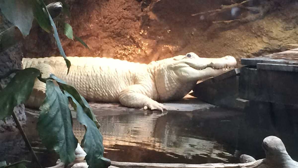 Spots, rare white alligator at Audubon Aquarium, dies at 28, officials say