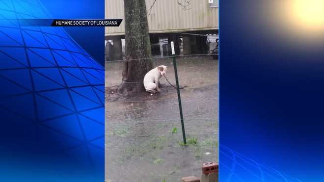 Owners who left dog tied to tree as flood waters rise subject to ...