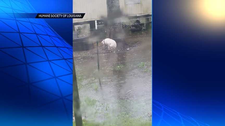 Owners who left dog tied to tree as flood waters rise subject to ...