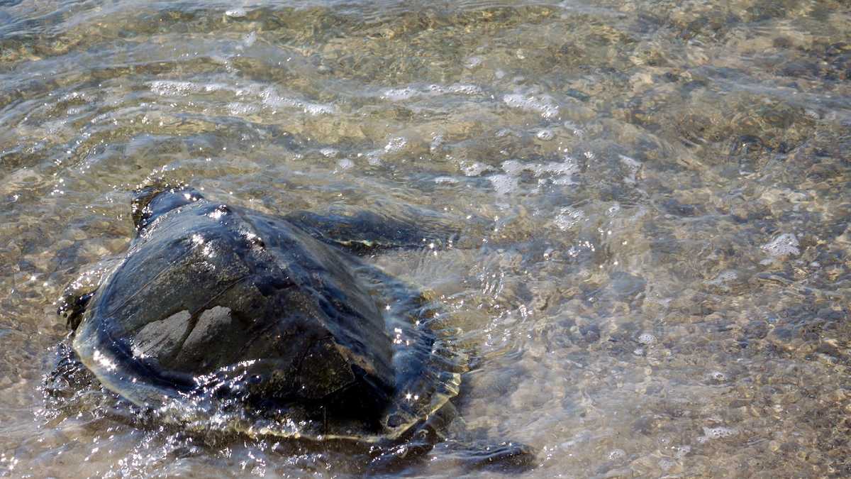 Spike in dead sea turtles washing ashore on Gulf Coast puzzles researchers