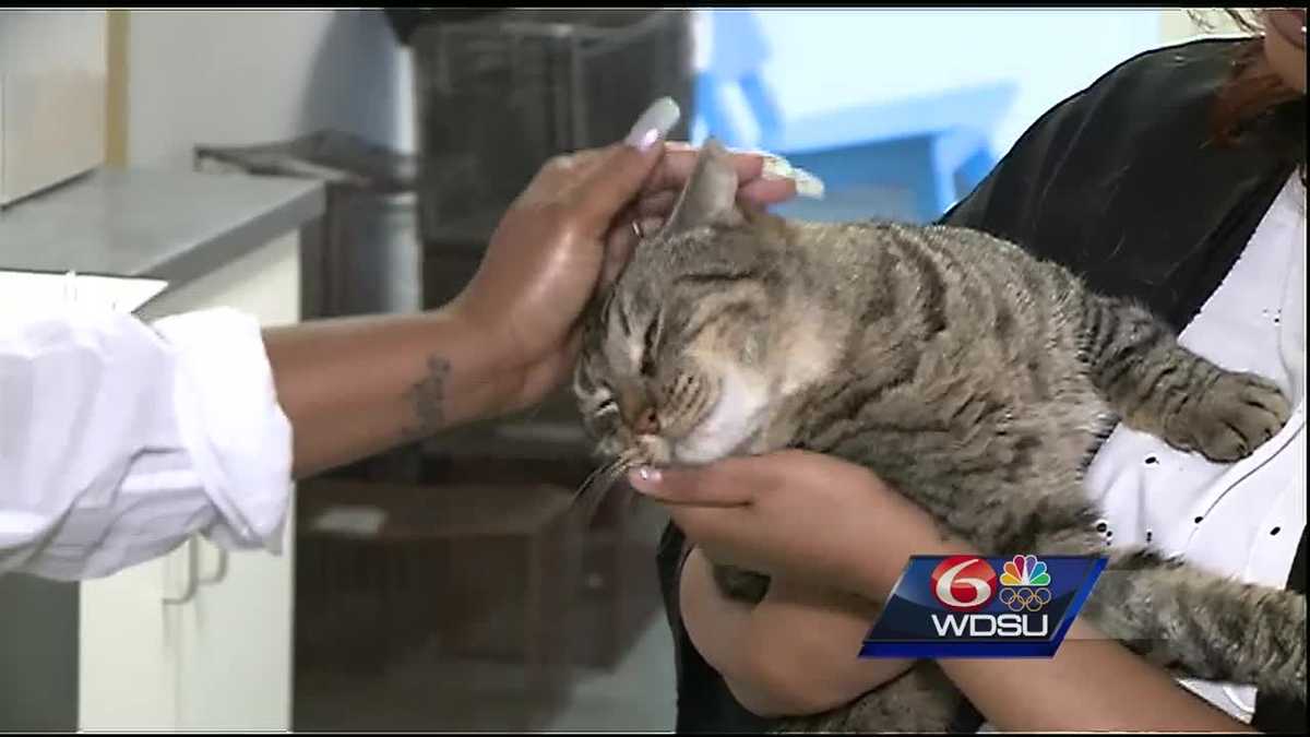 No pet left behind: Tips for evacuating with pets