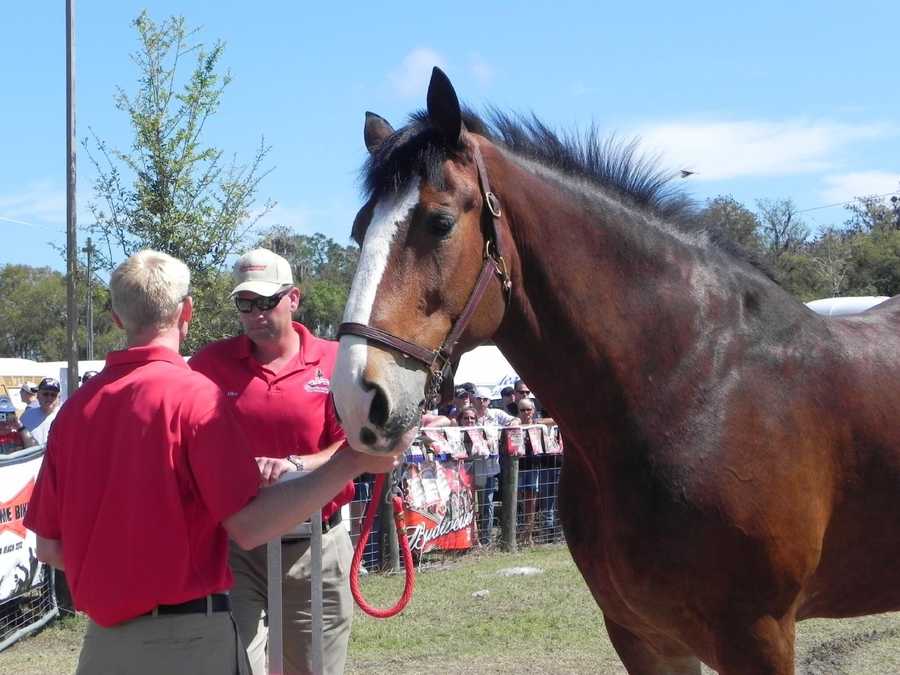 Images: Women Wrestlers Tumble In Coleslaw Pit