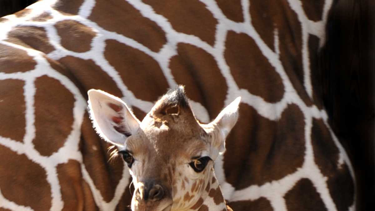 Images: Young animals of Disney's Animal Kingdom