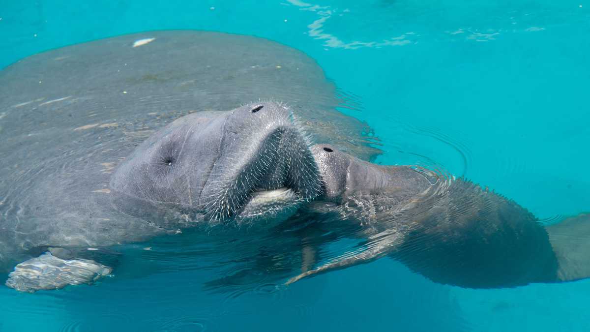 Rescued manatee gives birth to calf at SeaWorld