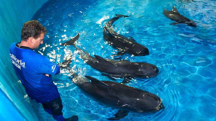 4 stranded pilot whales moved to SeaWorld for care