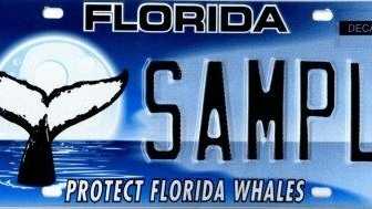 Images: Florida's specialty license plates