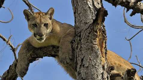 Images: See Florida's endangered species