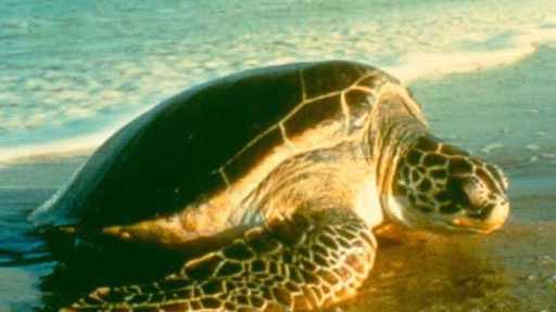 Images: See Florida's endangered species