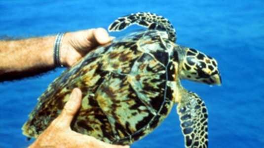 Images: See Florida's endangered species