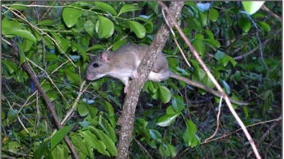Images: See Florida's endangered species