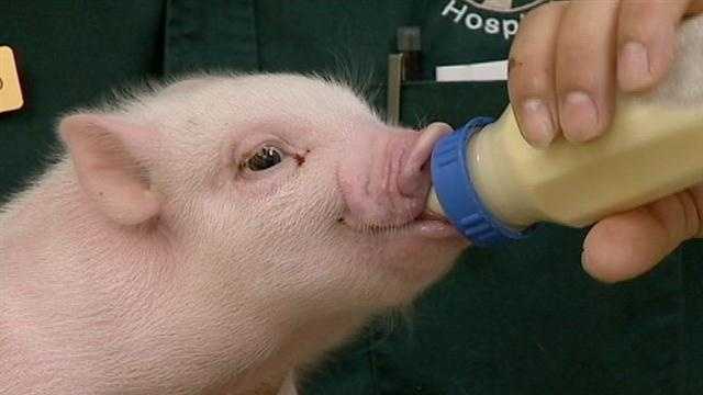 Local disabled pig becomes Internet sensation