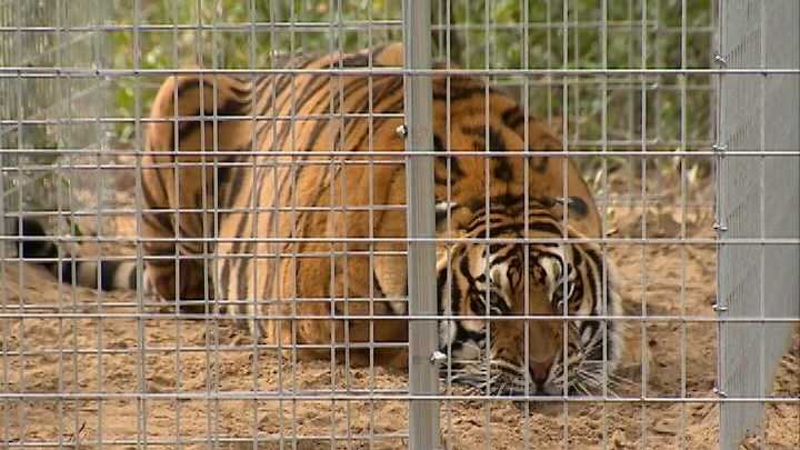 Photos: Exotic animals have new home in Ocala
