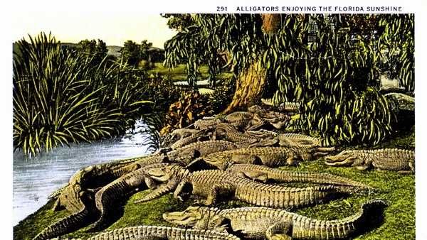 Postcards give look back at Florida's history