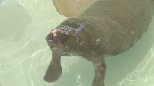 Images: SeaWorld caring for orphan manatee calf