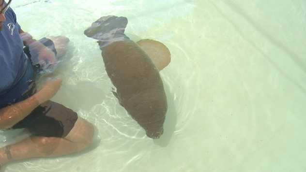 Images: SeaWorld caring for orphan manatee calf