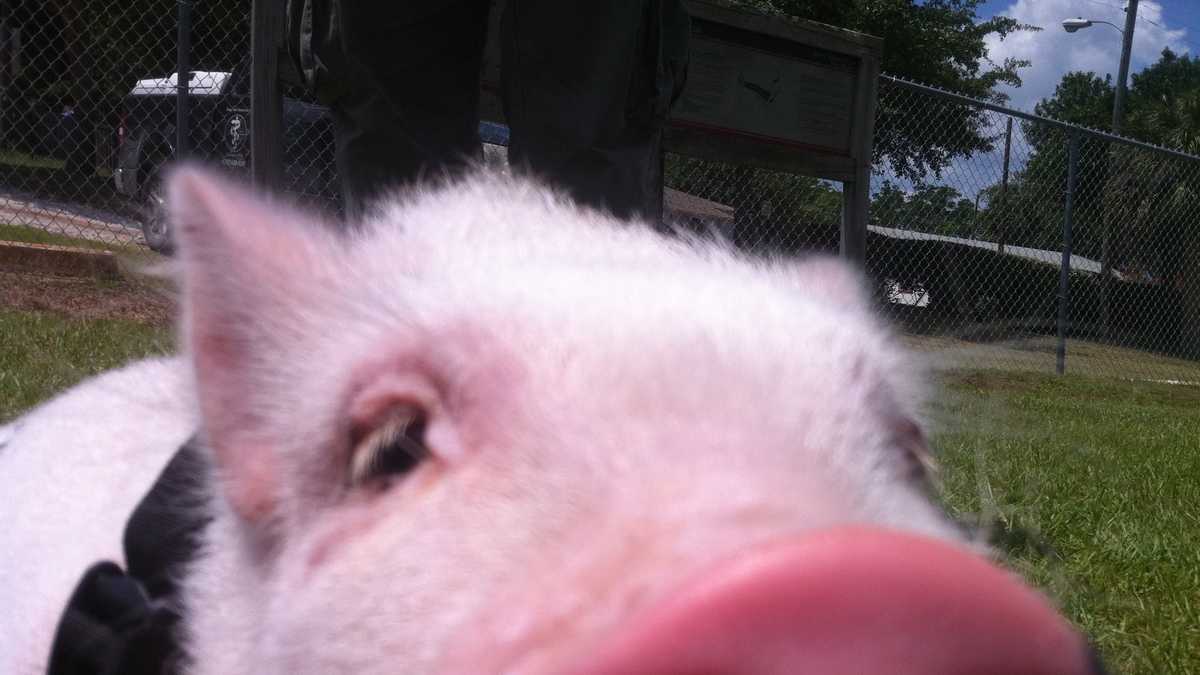 Images: Famous local pig gets new wheelchair