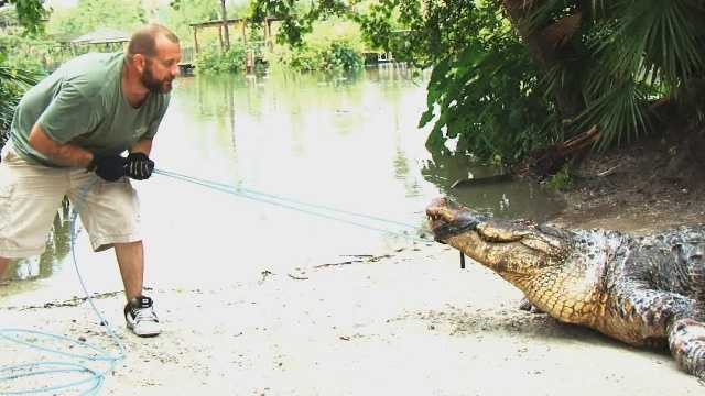 Photos: Gatorland takes on more animals