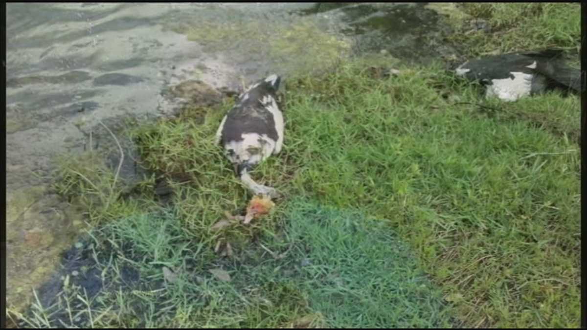 Police now involved in duck killing