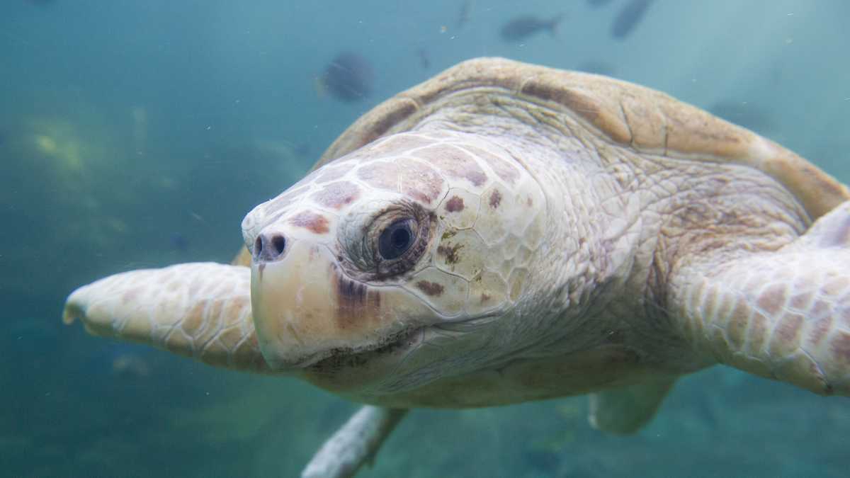 Images: 2 loggerhead sea turtles make home at SeaWorld