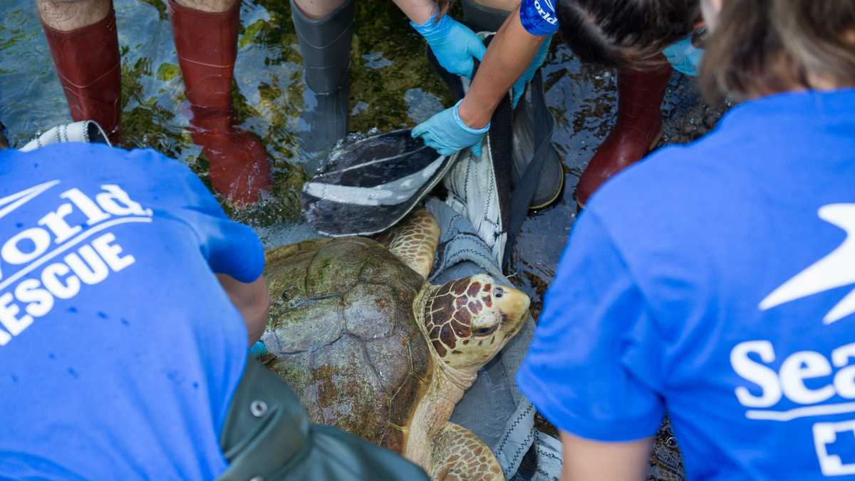 Images: 2 loggerhead sea turtles make home at SeaWorld