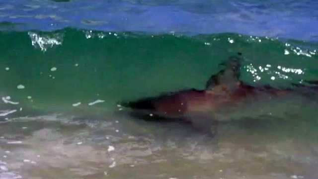 Video: Sharks swim in shallow water in Ponce Inlet