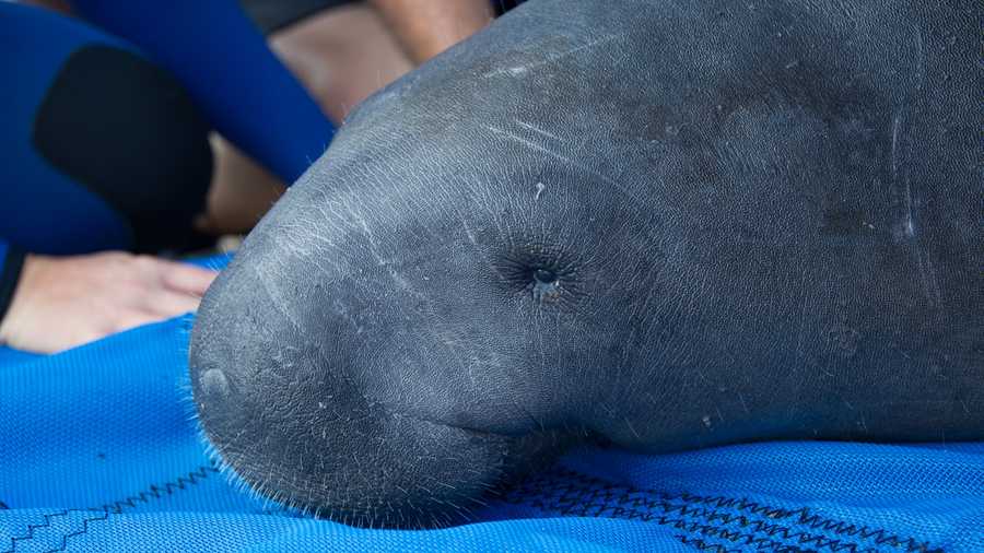 Injured manatee rescued by SeaWorld