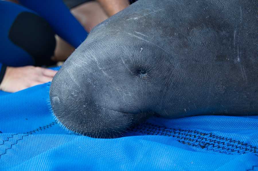 Images: SeaWorld cares for injured manatee