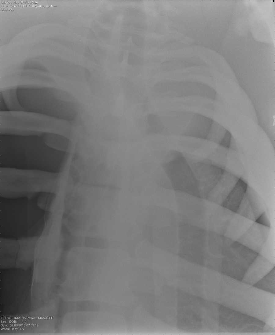 Images: SeaWorld cares for injured manatee