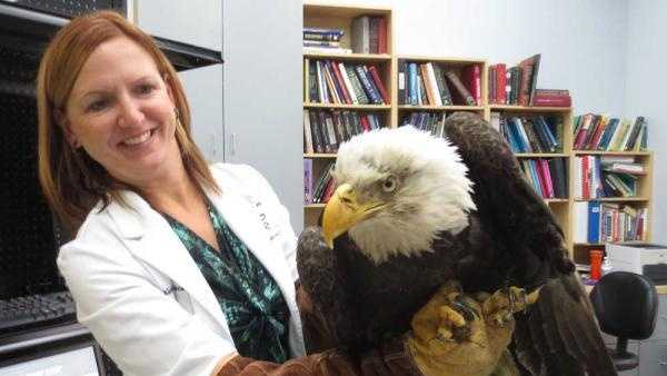 Images: Bald eagle recovering from pellet gun injuries