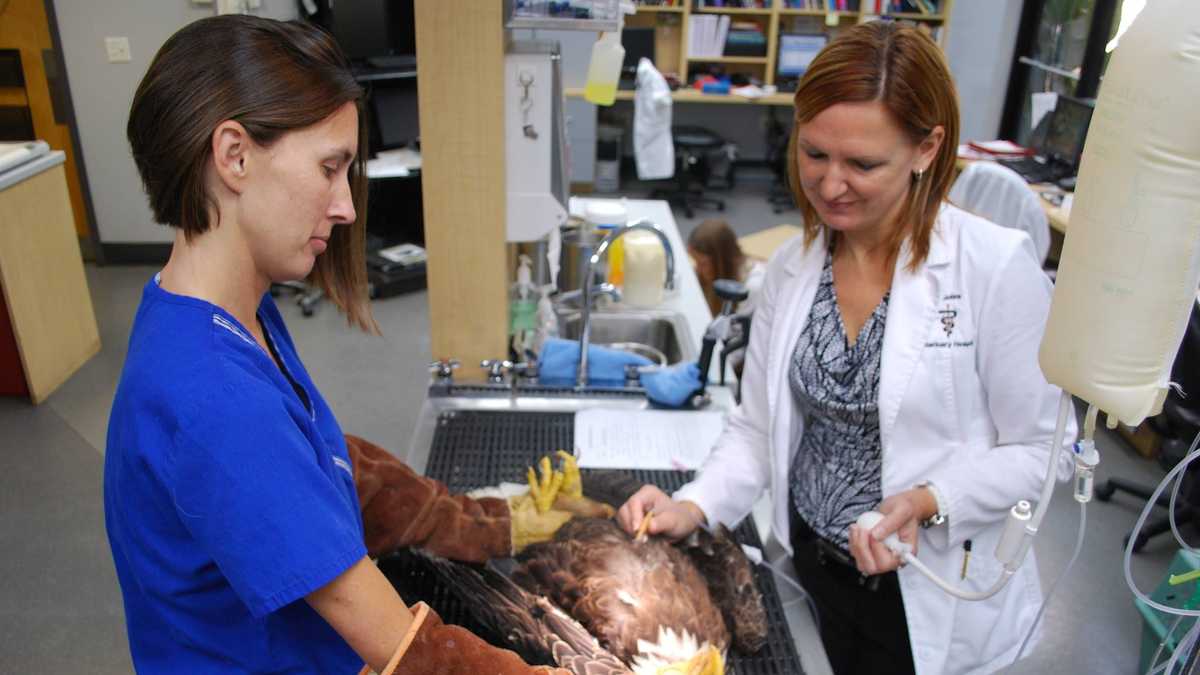 Images: Bald eagle recovering from pellet gun injuries